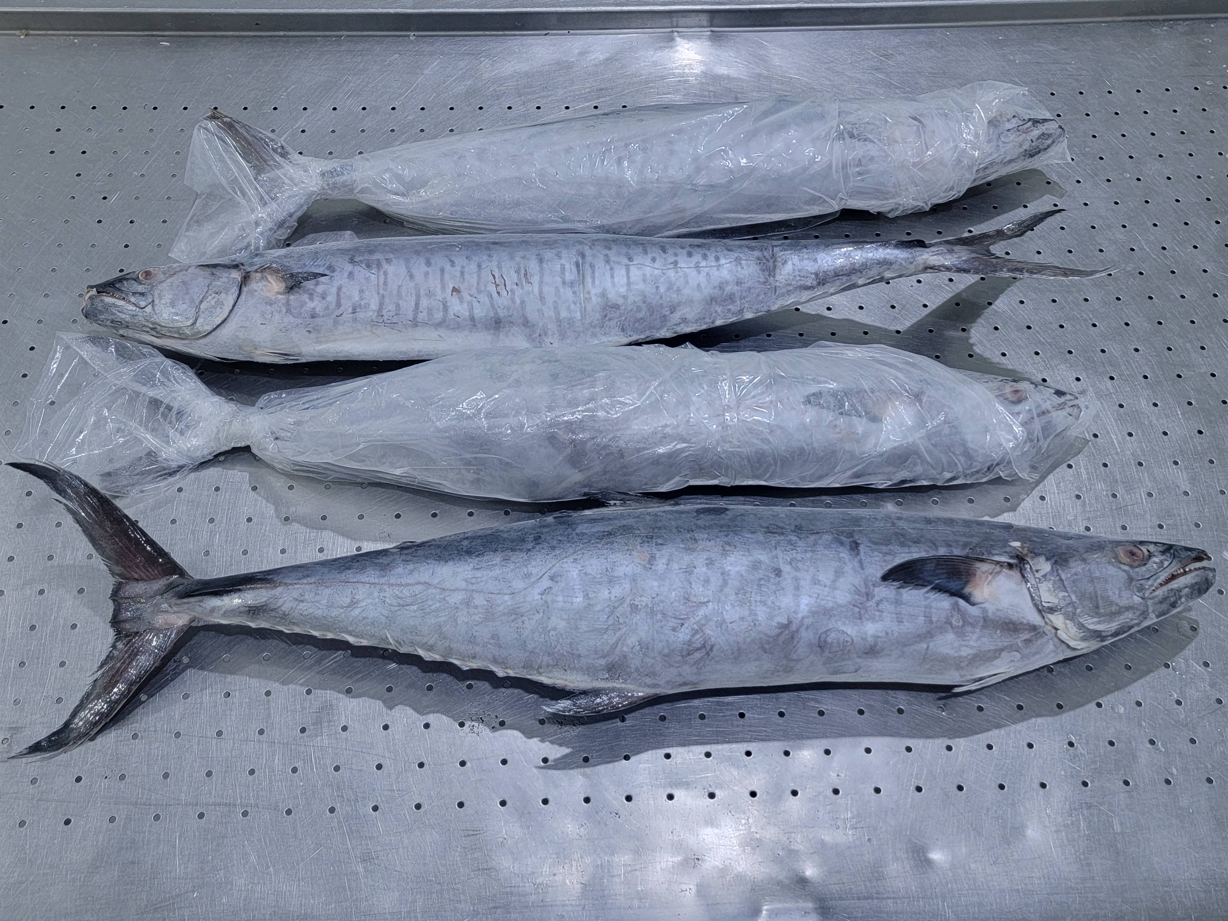 alwali for fisheries